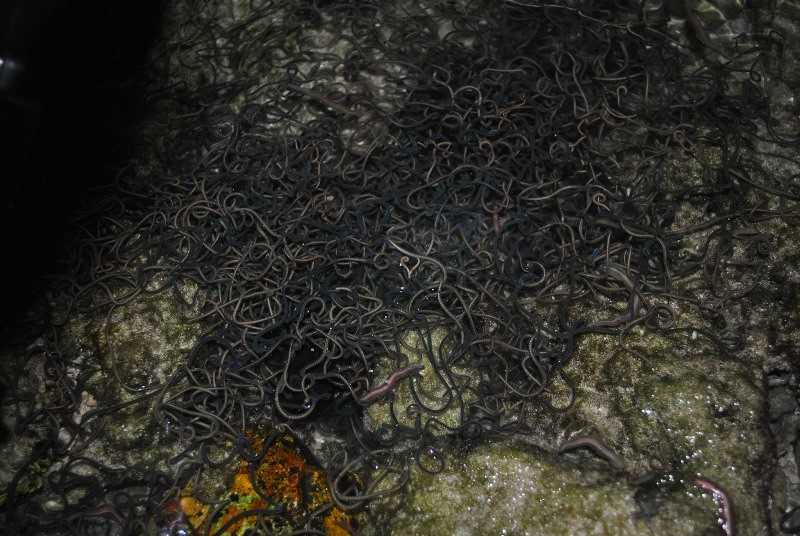 Berkas:Nale-Nyale (cacing Laut).jpg - WikiPangan