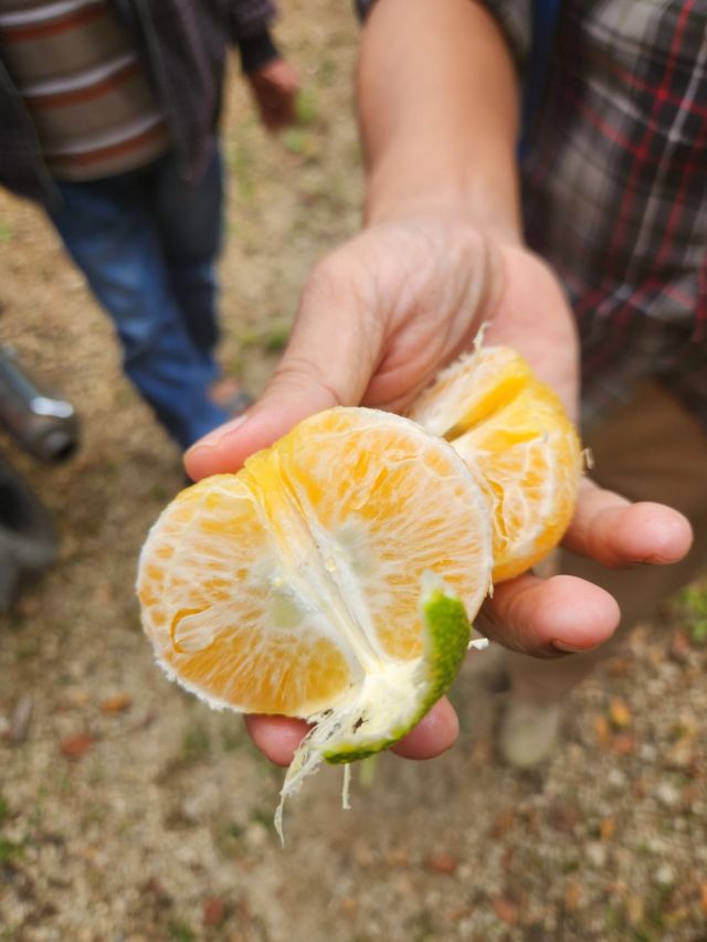 Berkas:Bagian dalam jeruk hickson.jpg - WikiPangan