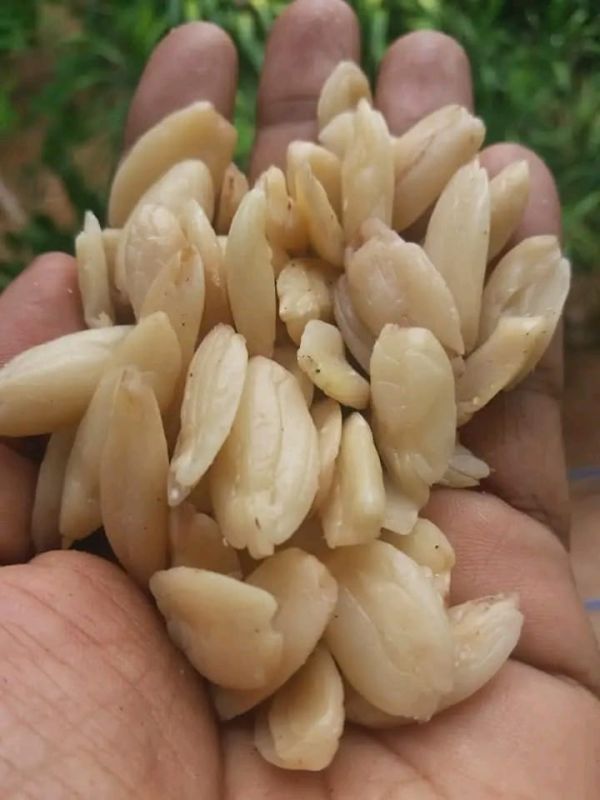 Kenari - WikiPangan