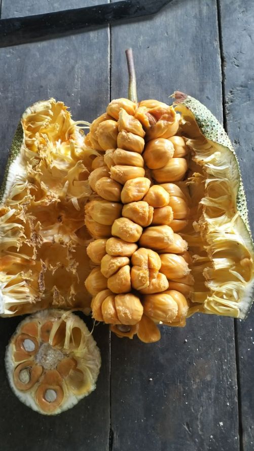 Cempedak - WikiPangan