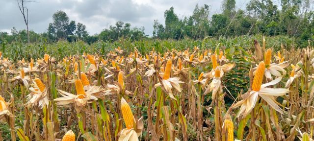 Jagung - WikiPangan