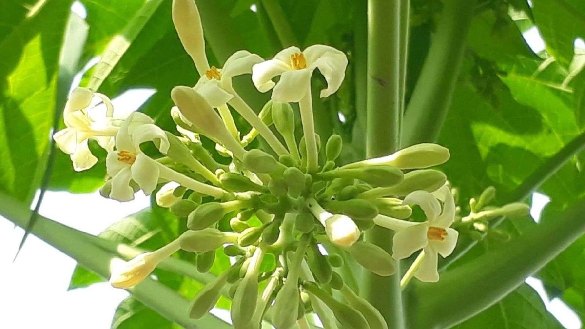 Berkas:Bunga Pepaya.jpg - WikiPangan