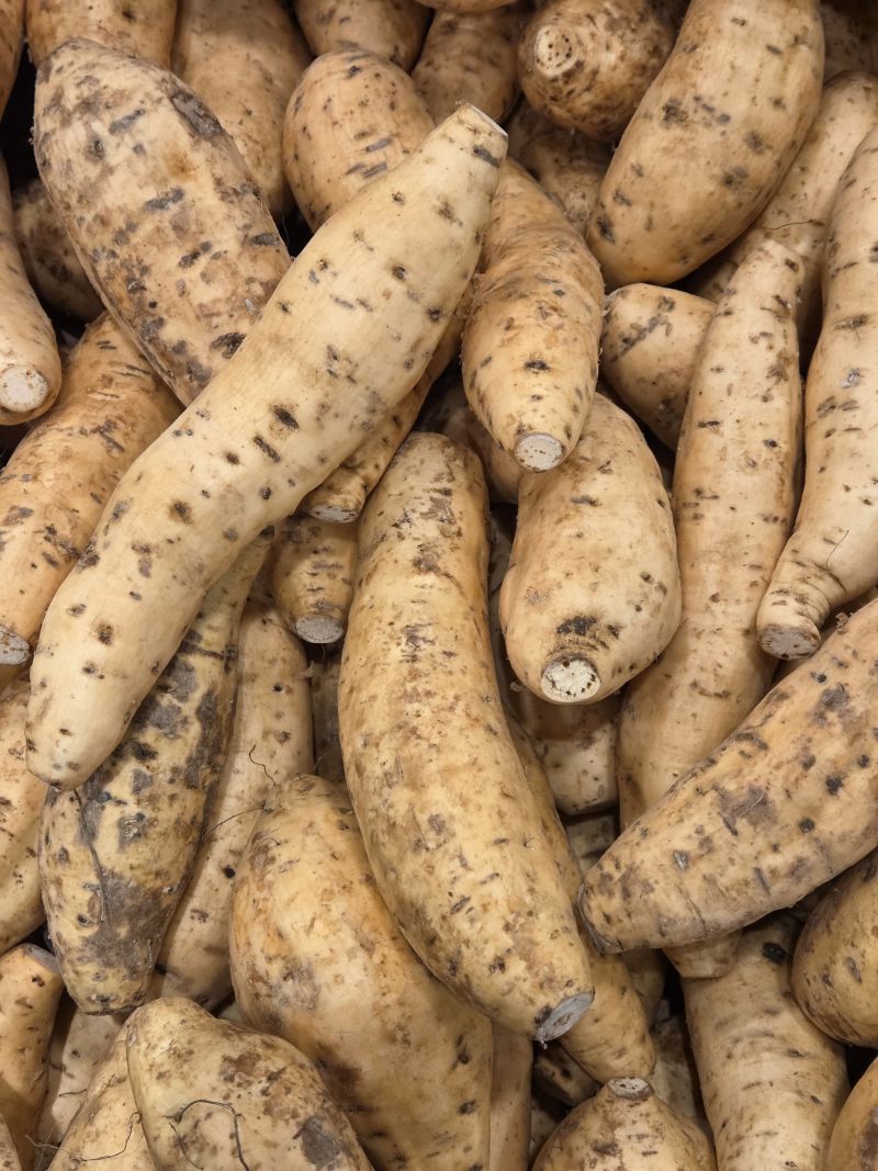 Ubi Cilembu - WikiPangan