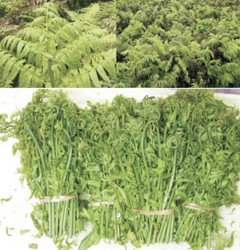 Berkas:Pakis Sayur atau Paku Sayur.png - WikiPangan