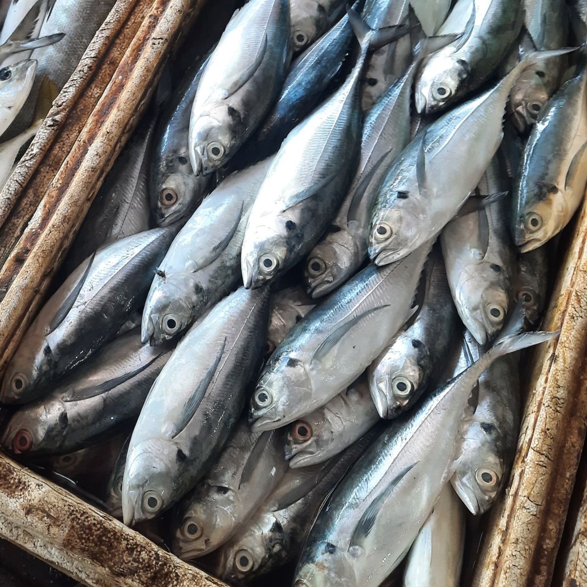 Ikan kembung - WikiPangan